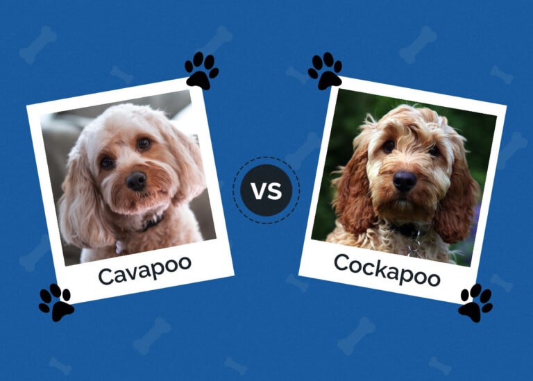 Cavapoo vs Cockapoo: How Are They Different? (With Pictures) | Hepper ...