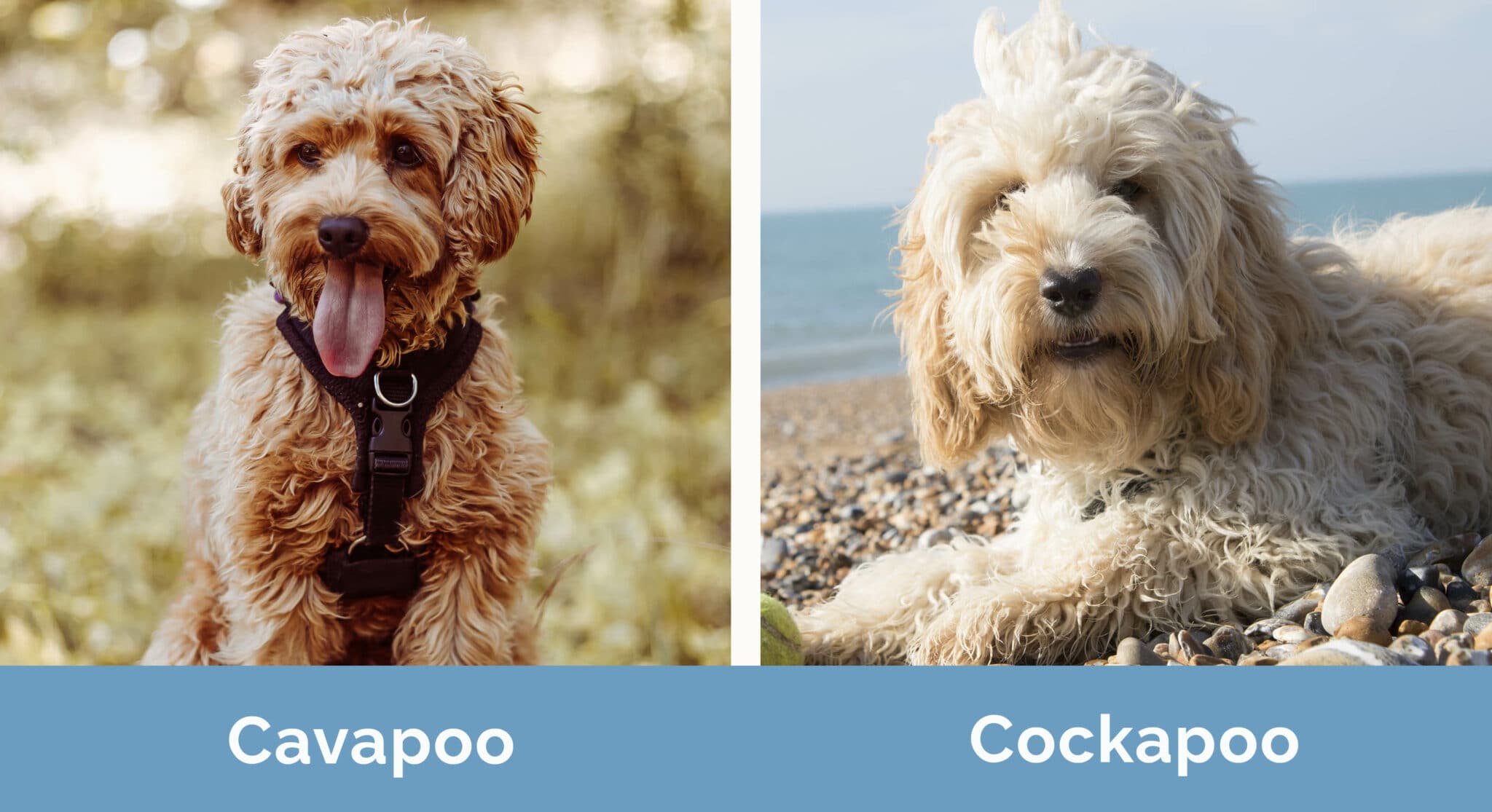 Cavapoo vs Cockapoo: How Are They Different? (With Pictures) | Hepper ...