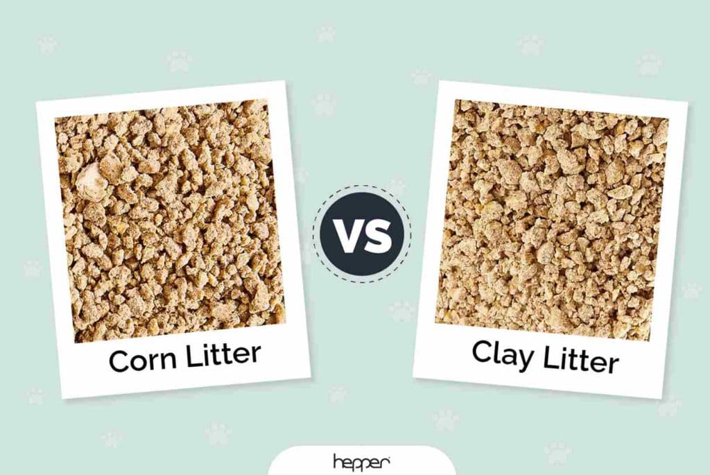 Corn Litter vs Clay Litter: Which One Is Better for My Cat? | Hepper ...