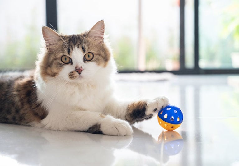 Why Is My Cat Carrying Around a Toy and Meowing? 7 Likely Reasons ...