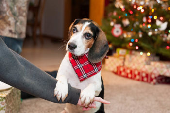 What is National Beagle Day, and How Is It Celebrated? | Hepper Pet ...