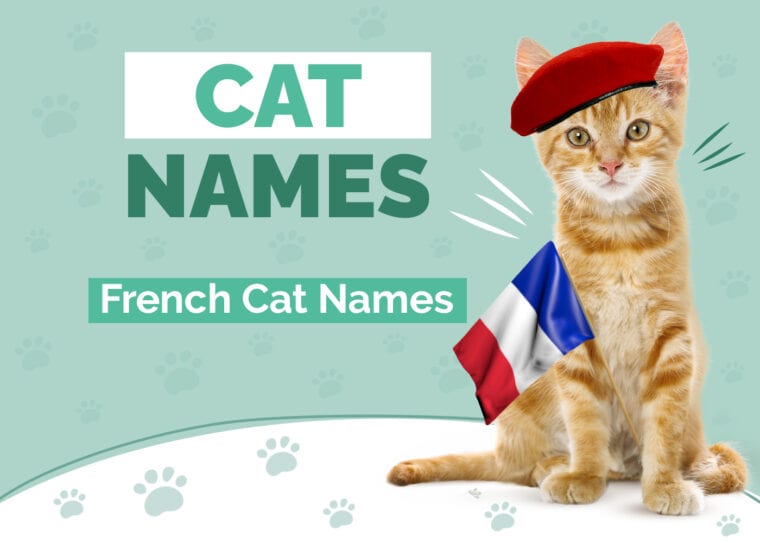 100+ French Names for Cats: Our Top Picks for Your Sophisticated Cat ...