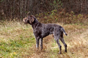 Wirehaired Pointing Griffon vs German Wirehaired Pointer: Differences ...