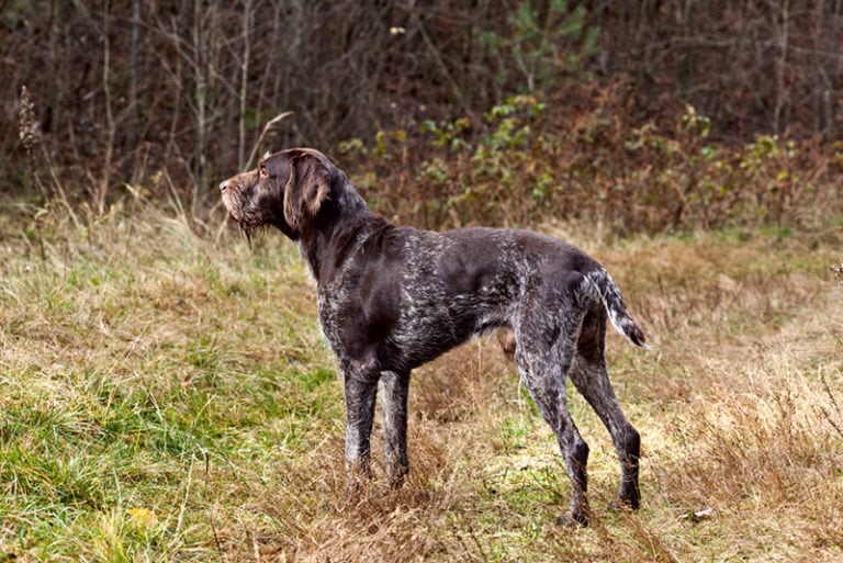 10 Incredible German Wirehaired Pointer Facts: Colors, History ...