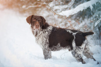 8 German Wirehaired Pointer Colors & Patterns (With Pictures) | Hepper ...