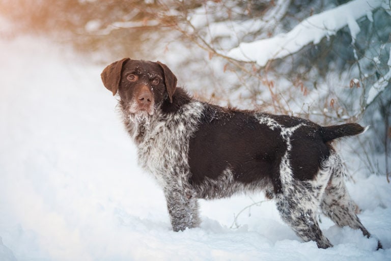 8 German Wirehaired Pointer Colors & Patterns (With Pictures) | Hepper ...