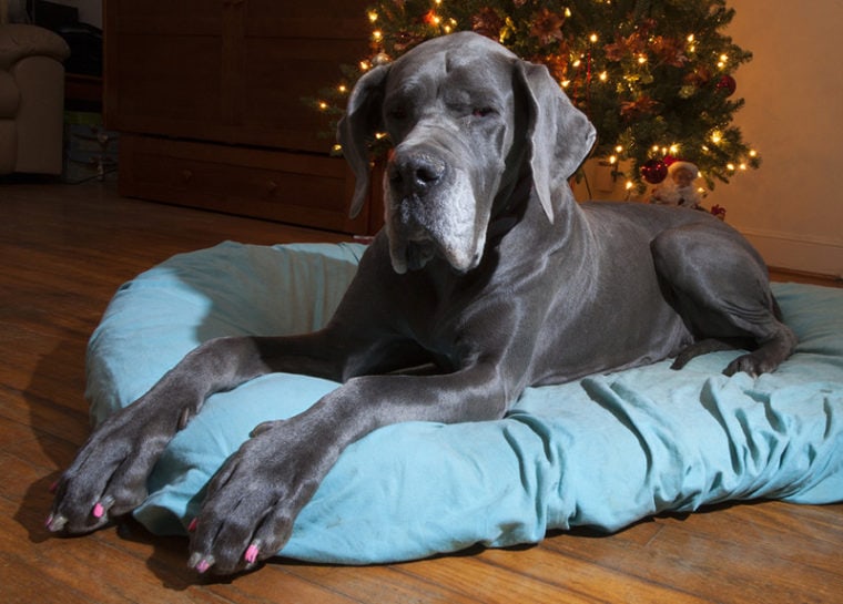 Are Great Danes Good Guard Dogs? Protective Behavior Explained | Hepper ...