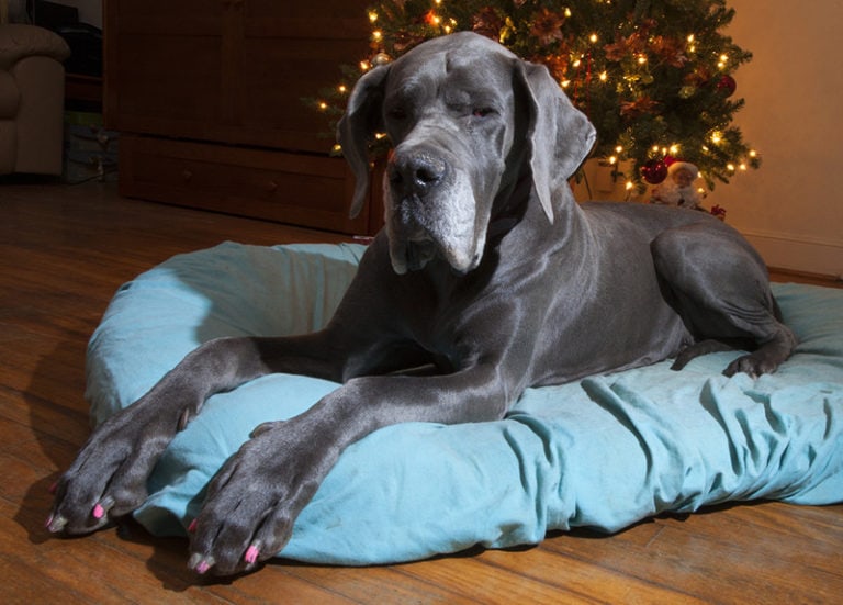 Are Great Danes Good Guard Dogs? Protective Behavior Explained | Hepper ...
