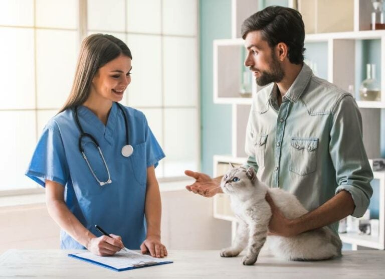 Preventive Care for Cats: A Vet-Approved Healthcare Guide | Hepper Pet ...