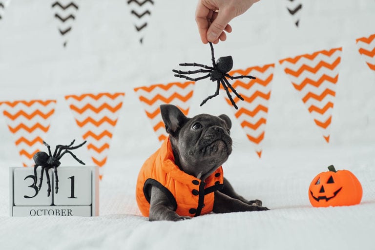 14 DIY Dog Halloween Decorations You Can Make Today (With Pictures ...