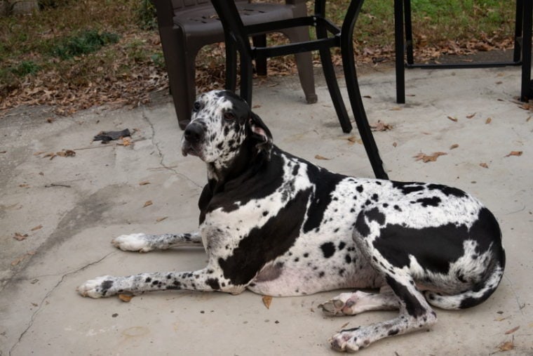 When to Spay or Neuter a Great Dane: Dangers of Early Surgery Explained ...