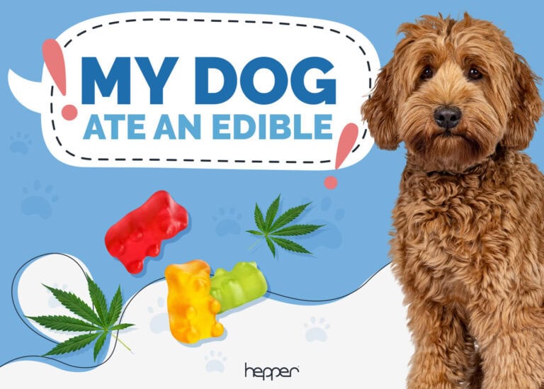 My Dog Ate an Edible: Here's What to Do (Vet Answer) | Hepper Pet Resources