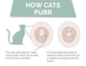 How Do Cats Purr? Exploring Feline Anatomy | Hepper Pet Resources