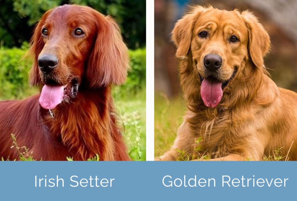 Irish Setter vs. Golden Retriever: Key Differences (With Pictures) | Hepper Pet Resources