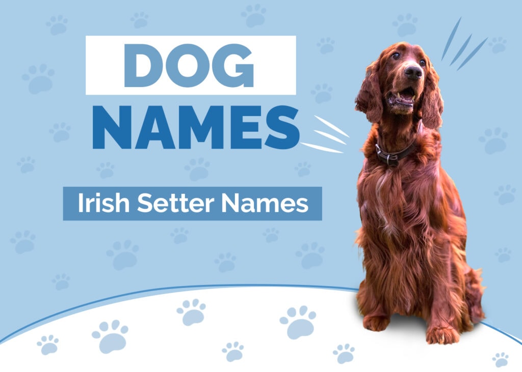 500+ Amazing Names for Irish Setters: Ideas for Gorgeous Ginger Dogs ...