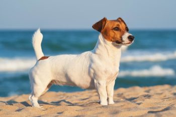 6 Jack Russell Terrier Colors (With Pictures) | Hepper Pet Resources