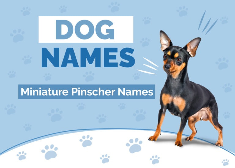 200+ Amazing Names for Miniature Pinschers: Ideas for Adorably Nimble ...