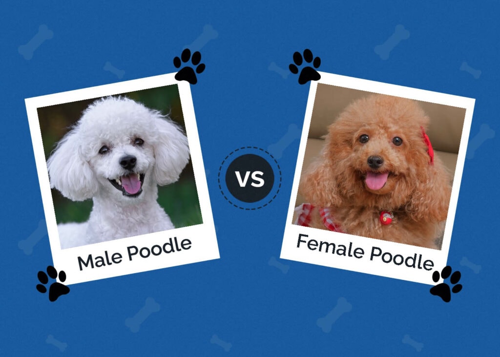 Male vs. Female Poodle: Pros, Cons, & Difference (With Pictures ...