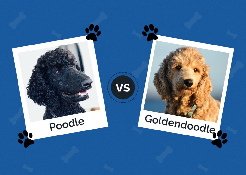 Poodle vs. Goldendoodle: The Key Differences (With Pictures) | Hepper ...