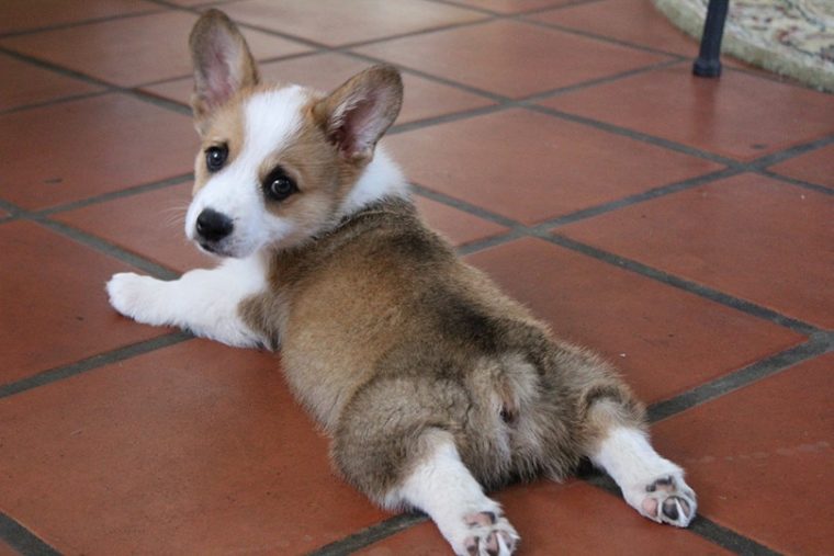 14 Fun and Interesting Corgi Facts | Hepper Pet Resources