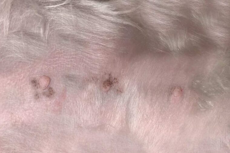 Dog Scabs on Nipples: Causes, Symptoms & Care (Vet Answer) | Hepper Pet ...