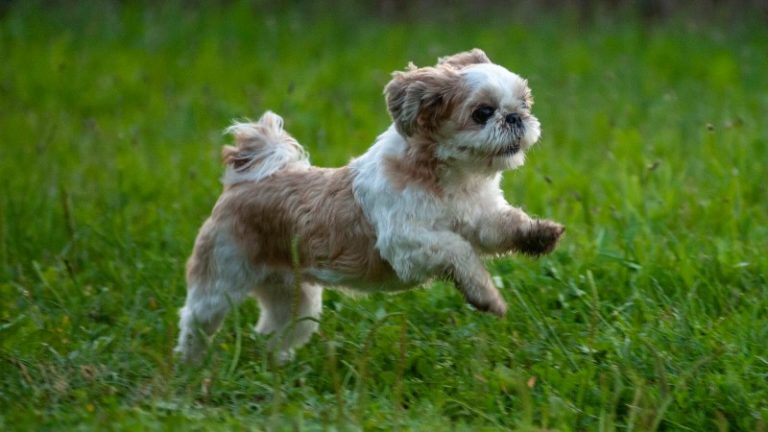 Why Is My Shih Tzu Shaking? 11 Reasons & Solutions (Vet Answer ...
