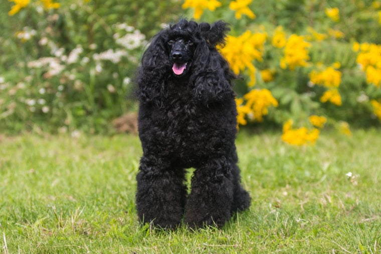 Moyen Poodle: Info, Pictures, Origins & History | Hepper Pet Resources