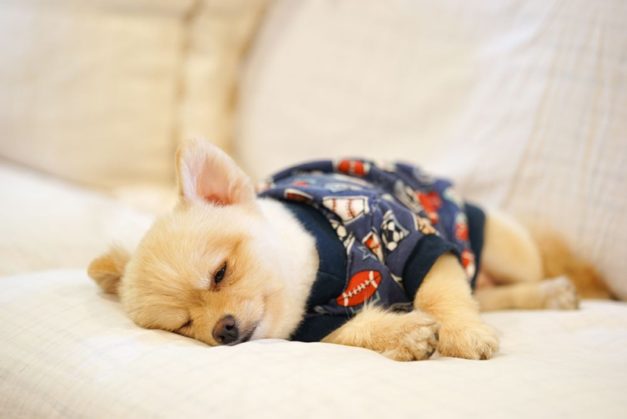Do Dogs Have Nightmares? Vet-Reviewed Canine Sleep Facts & FAQ | Hepper ...