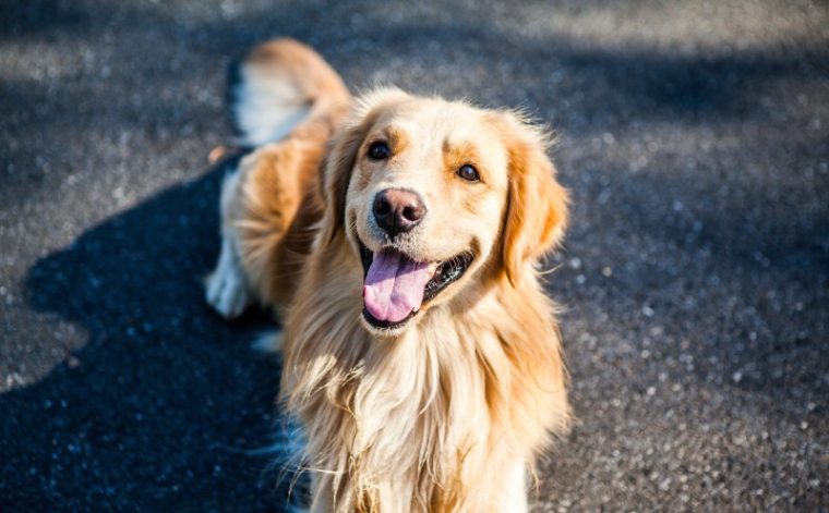 16 Dog Breeds With Low Prey Drives (With Info & Pictures) | Hepper Pet ...