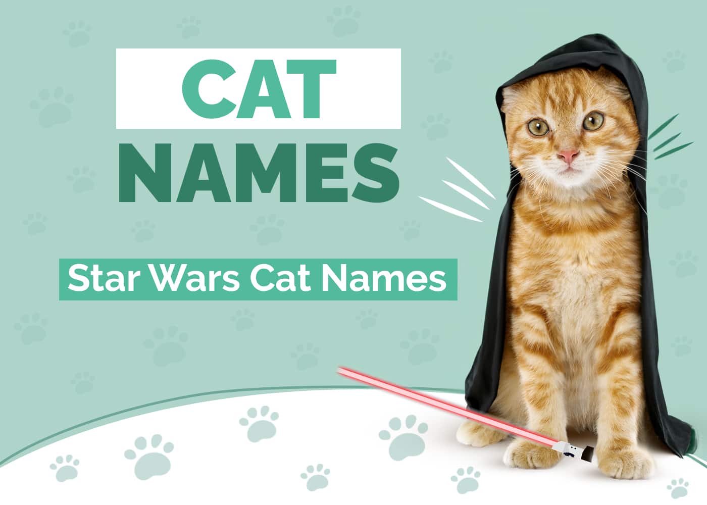 120+ Star Wars Cat Names: Our Top Picks for Your Force-Attuned Cat ...