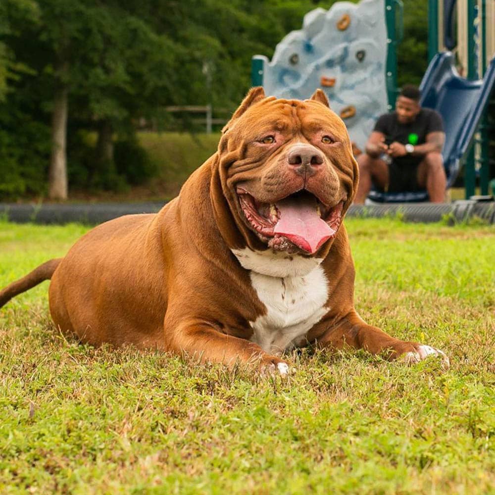 What Kind of Dog is Hulk? Is He Really the World's Biggest Dog? Facts ...