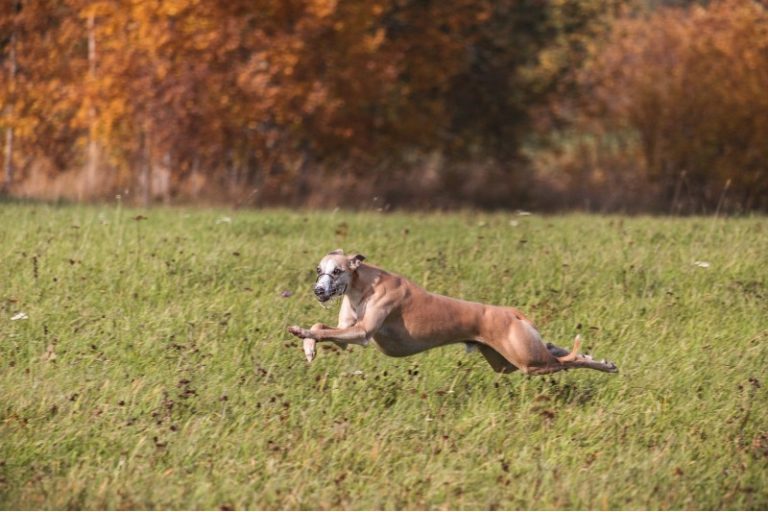 Bully Whippet Syndrome: Double Muscling Explained (Vet Answer) | Hepper ...