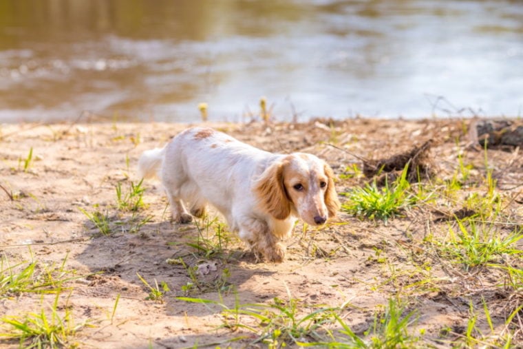 Dachshund Dog Breed: Info, Pictures, Traits & More | Hepper Pet Resources