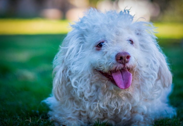Toy Poodle Health Problems: 7 Vet-Approved Concerns to Look Out For ...