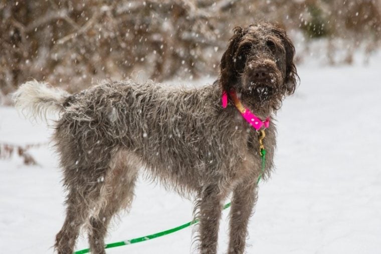 Are Wirehaired Pointing Griffons Hypoallergenic? Vet-Approved Facts ...