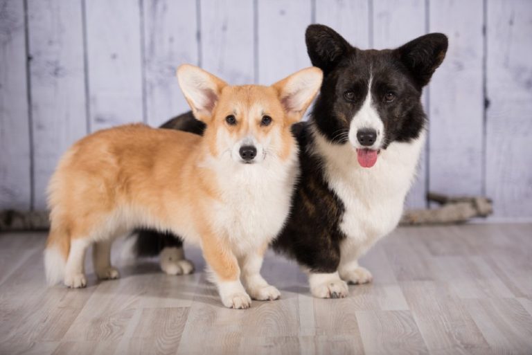 Long-Haired Fluffy Corgi: Facts, Origin & History (With Pictures ...