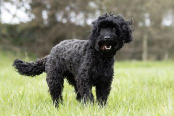 Black Cockapoo: Info, Pictures, Facts & History | Hepper Pet Resources