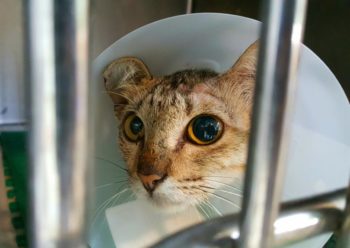 Cat Pupils: Vet-Approved Guide to What Their Eyes Are Telling You (With ...