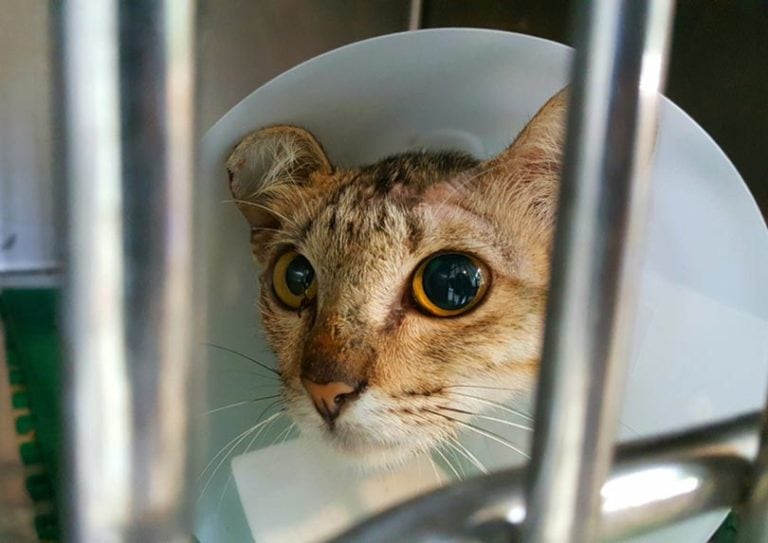 Cat Pupils: Vet-Approved Guide to What Their Eyes Are Telling You (With ...