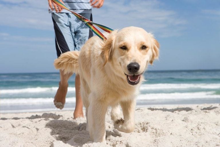 Are Dogs Allowed on Virginia Beach? 2026 Guide & Tips | Hepper Pet ...