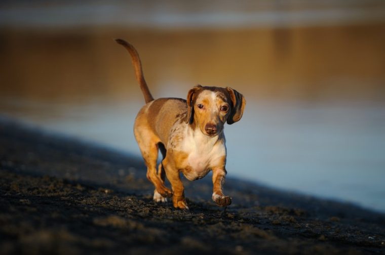 Double Dapple Dachshund: Facts, Origin & History (With Pictures ...