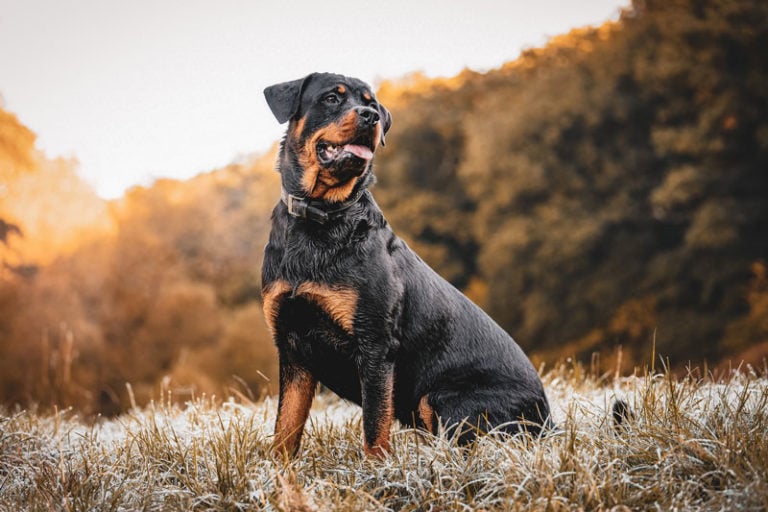 270+ Farm Dog Names: Ideas for Nature & Country Pups | Hepper Pet Resources