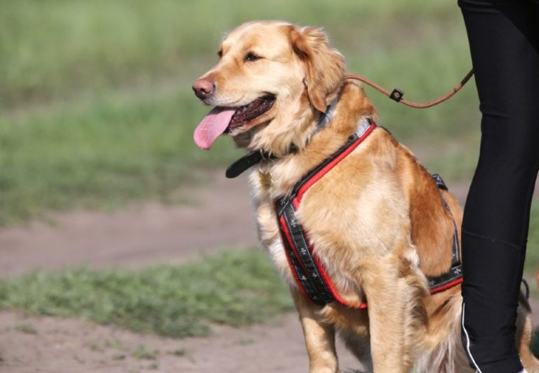 What Are Search and Rescue Dogs? 6 Types & How They Work | Hepper Pet ...