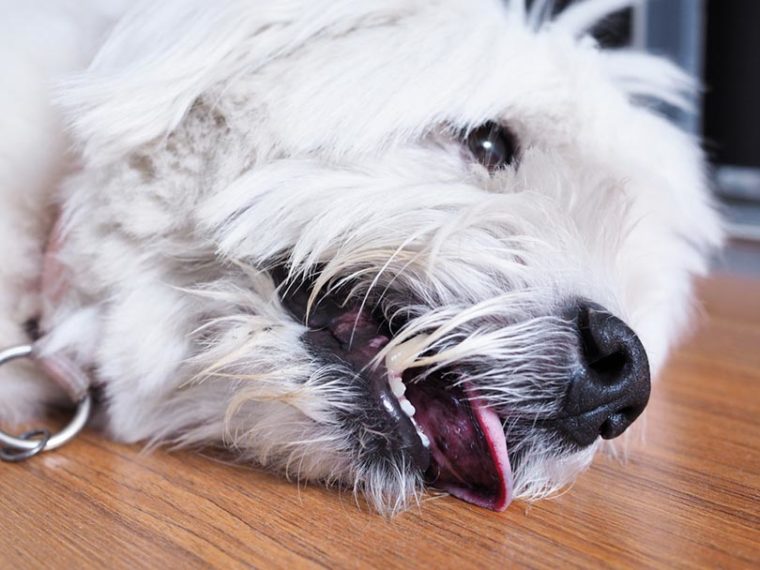 Why Is My Dog Falling Over? 15 Balance Loss Reasons (Vet Answer ...