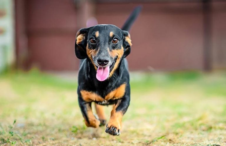 National Dachshund Day: When It Is & Interesting Facts | Hepper Pet ...