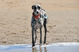 How Fast Can a Whippet Run? Speed Comparison & FAQ | Hepper Pet Resources