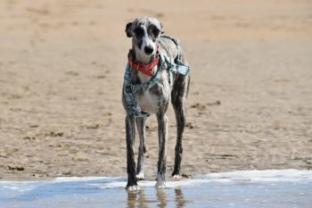 How Fast Can a Whippet Run? Speed Comparison & FAQ | Hepper Pet Resources