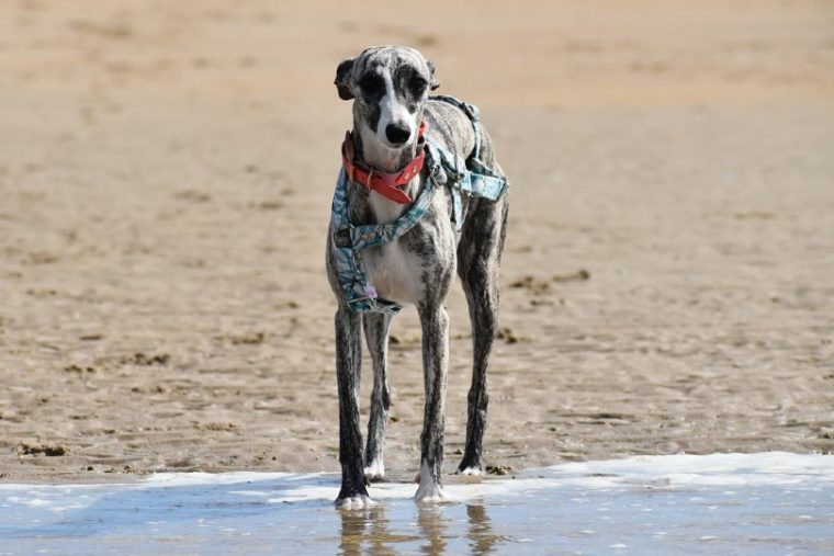 How Big Does a Whippet Get? Average Weight & Growth Chart | Hepper Pet ...