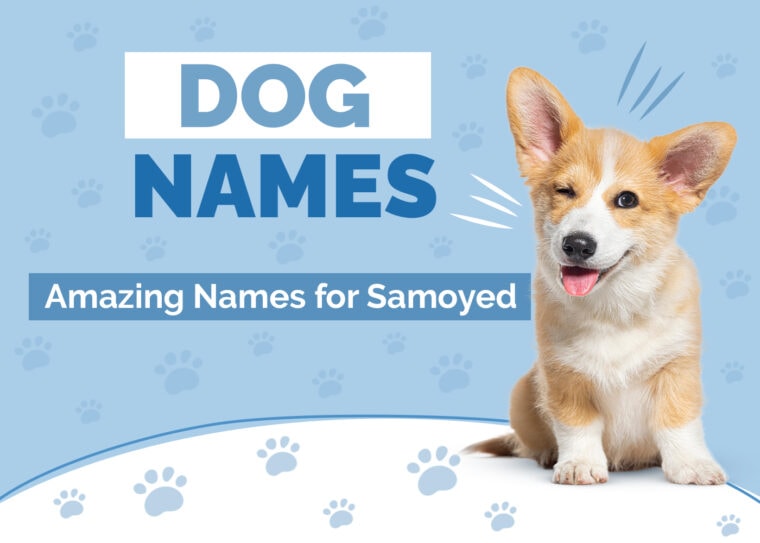 384 Amazing Names for Samoyeds That Your Dog Will Love! | Hepper Pet ...