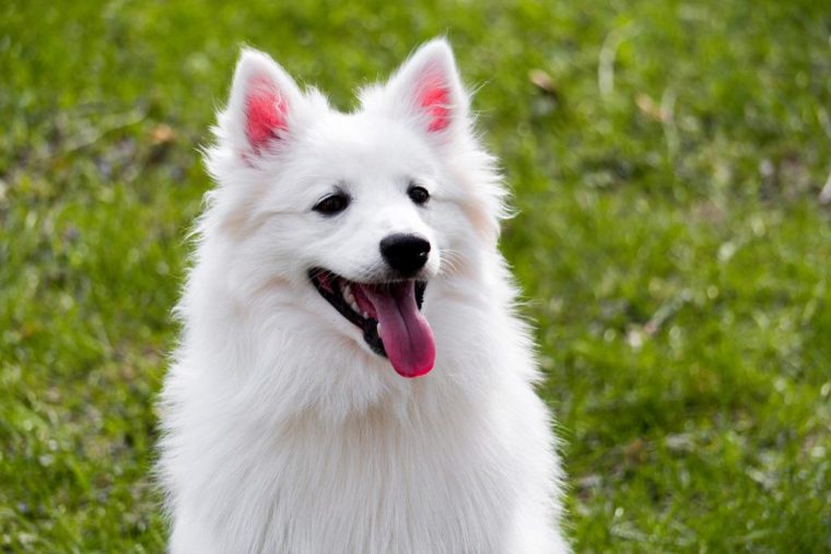 16 Spitz Dog Breeds: An Overview (With Info & Pictures) | Hepper Pet ...